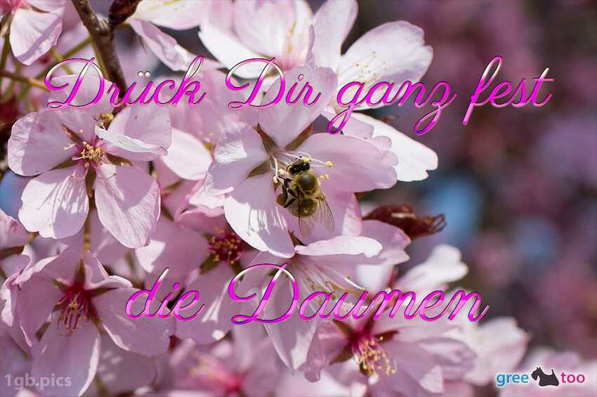 Kostenlose Daumen Drücken Grüße, Gifs und Cliparts - Jetzt ...